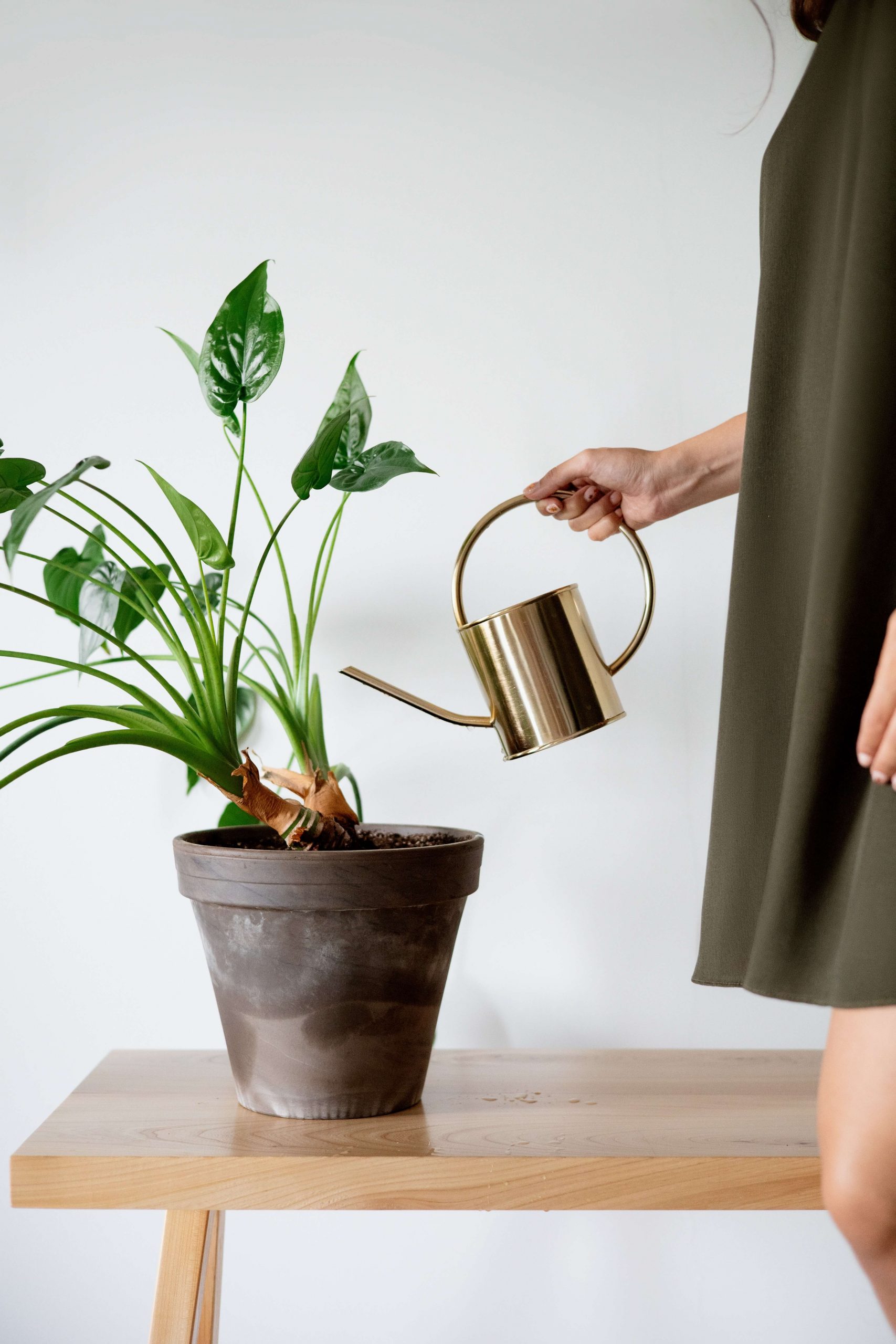 How to Personalise Your Home with Plants | Carman Friend
